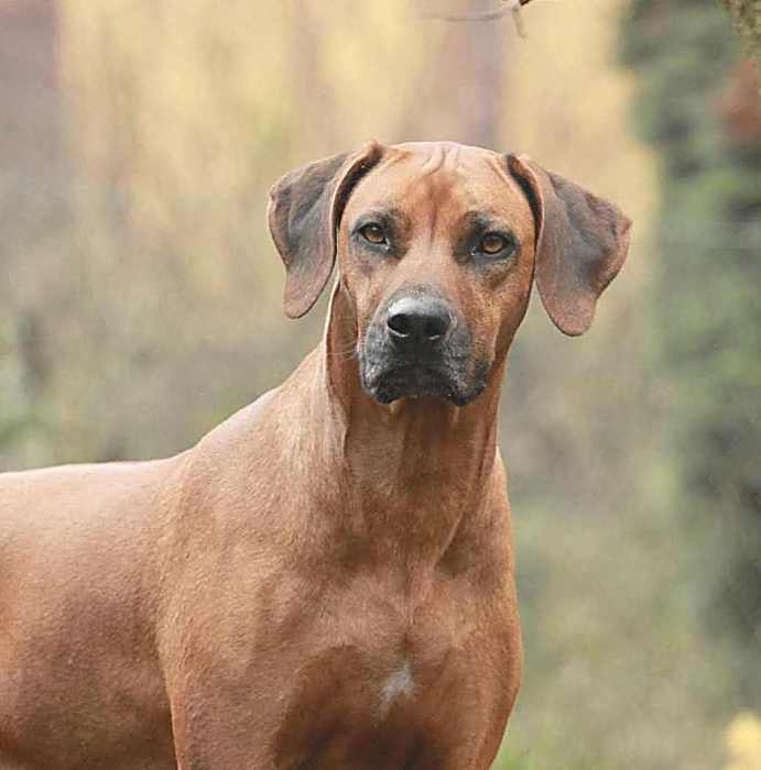 Chovné feny :: Rhodesky ridgeback celá čr