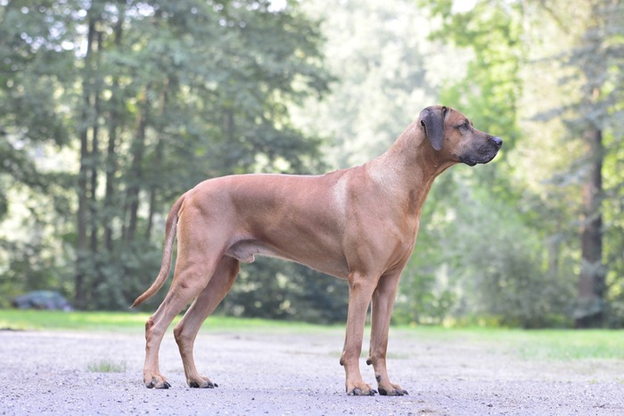 Krycí psi - katalog :: Rhodesky ridgeback celá čr