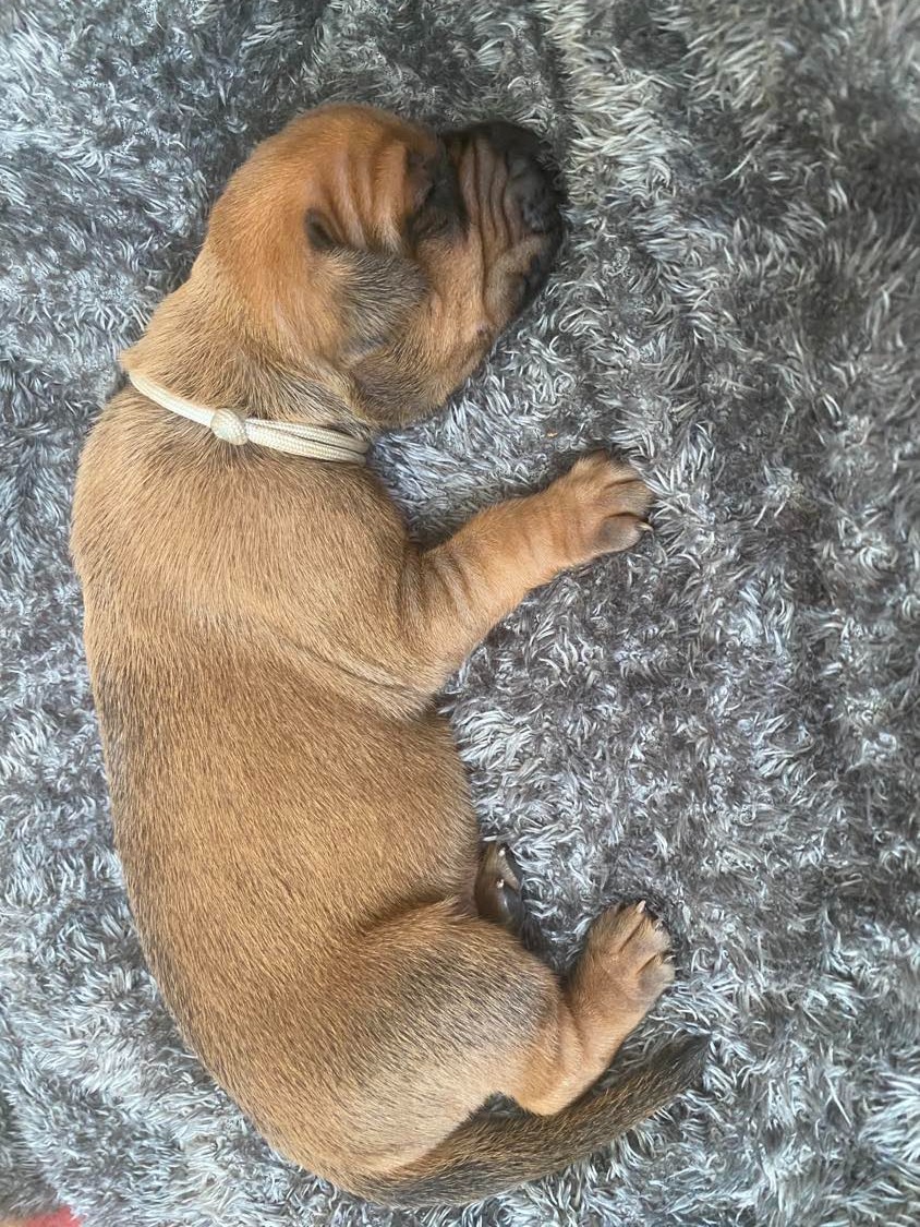 Aktuální vrhy :: Rhodesky ridgeback celá čr