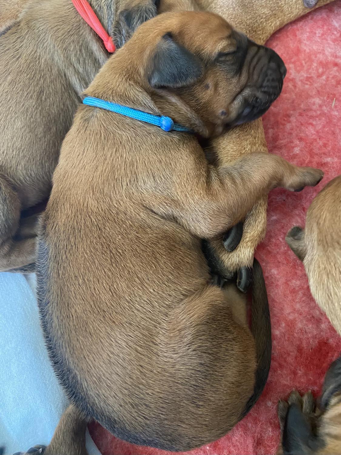 Aktuální vrhy :: Rhodesky ridgeback celá čr