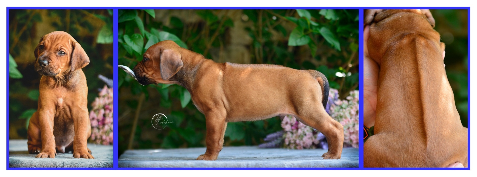 Aktuální vrhy :: Rhodesky ridgeback celá čr