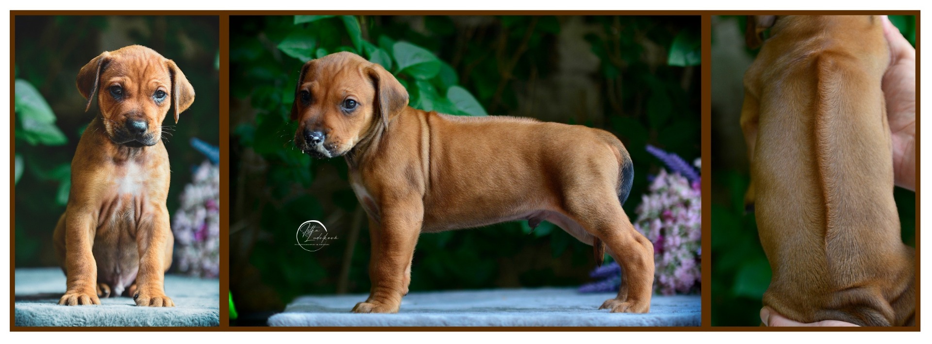Aktuální vrhy :: Rhodesky ridgeback celá čr