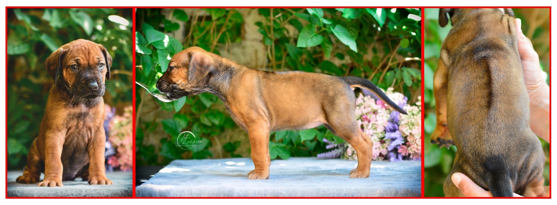 Aktuální vrhy :: Rhodesky ridgeback celá čr