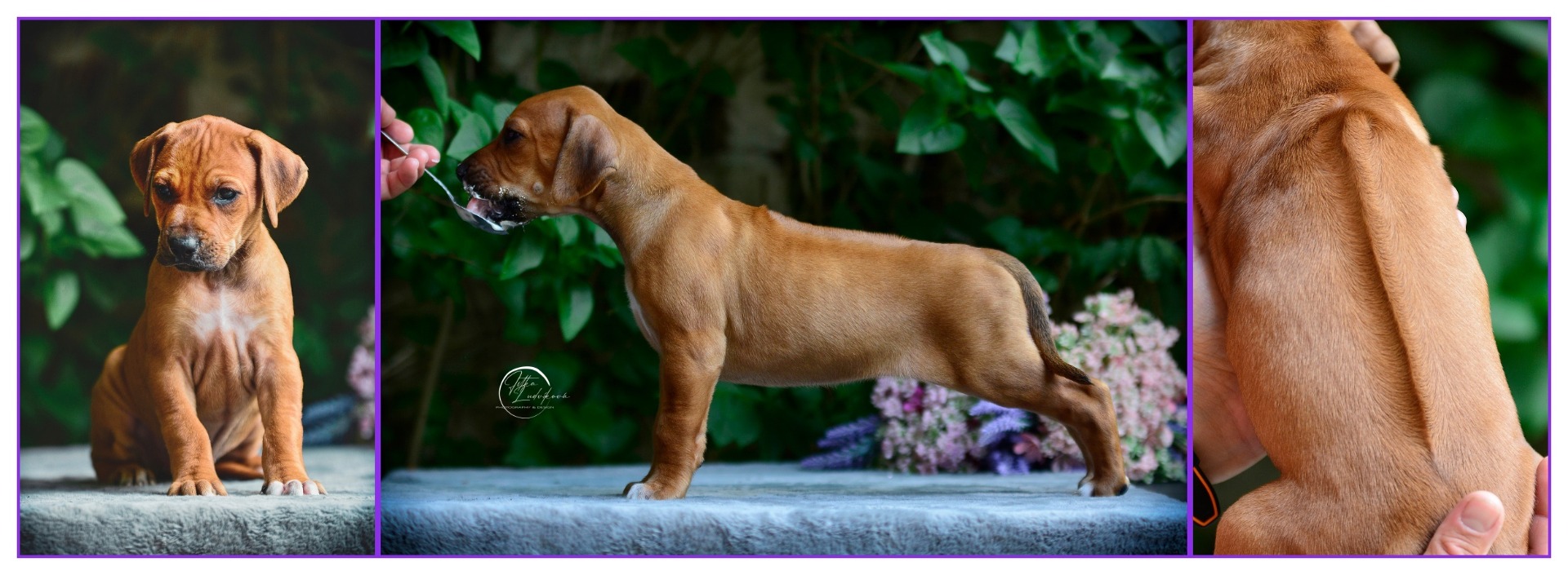 Aktuální vrhy :: Rhodesky ridgeback celá čr
