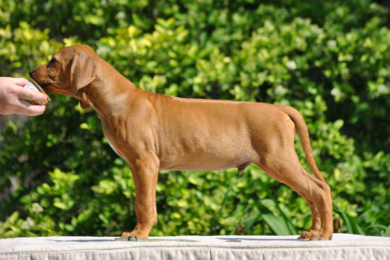 Aktuální vrhy :: Rhodesky ridgeback celá čr