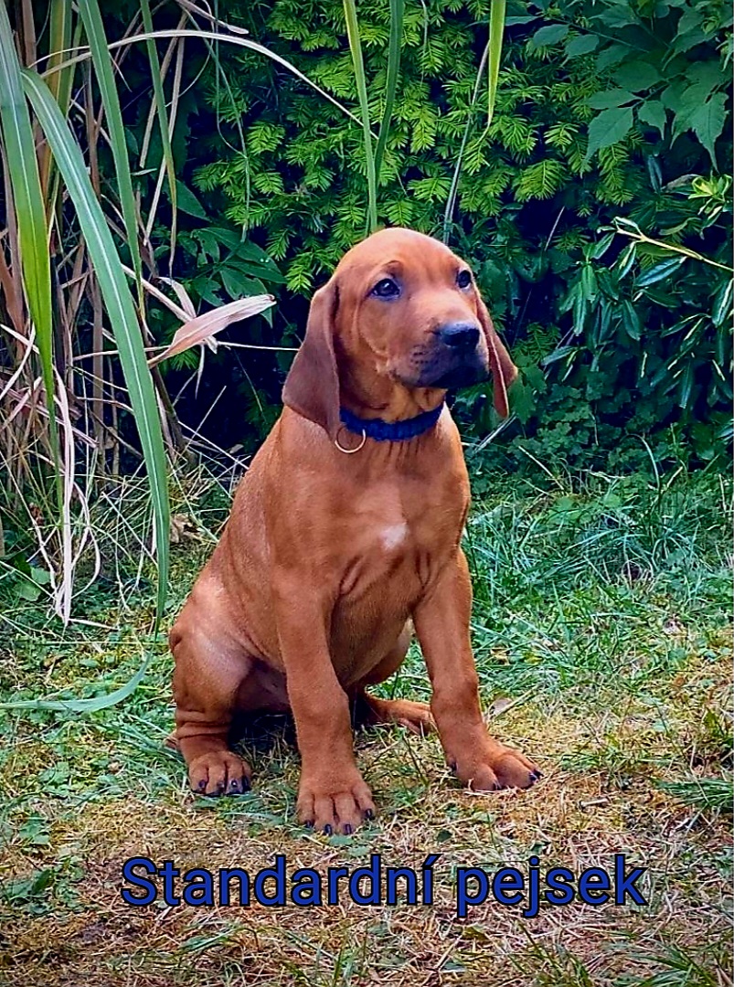 Aktuální vrhy :: Rhodesky ridgeback celá čr