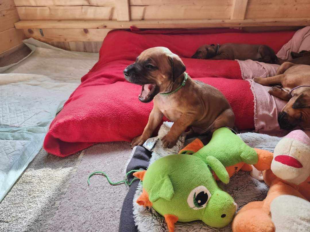 Aktuální vrhy :: Rhodesky ridgeback celá čr