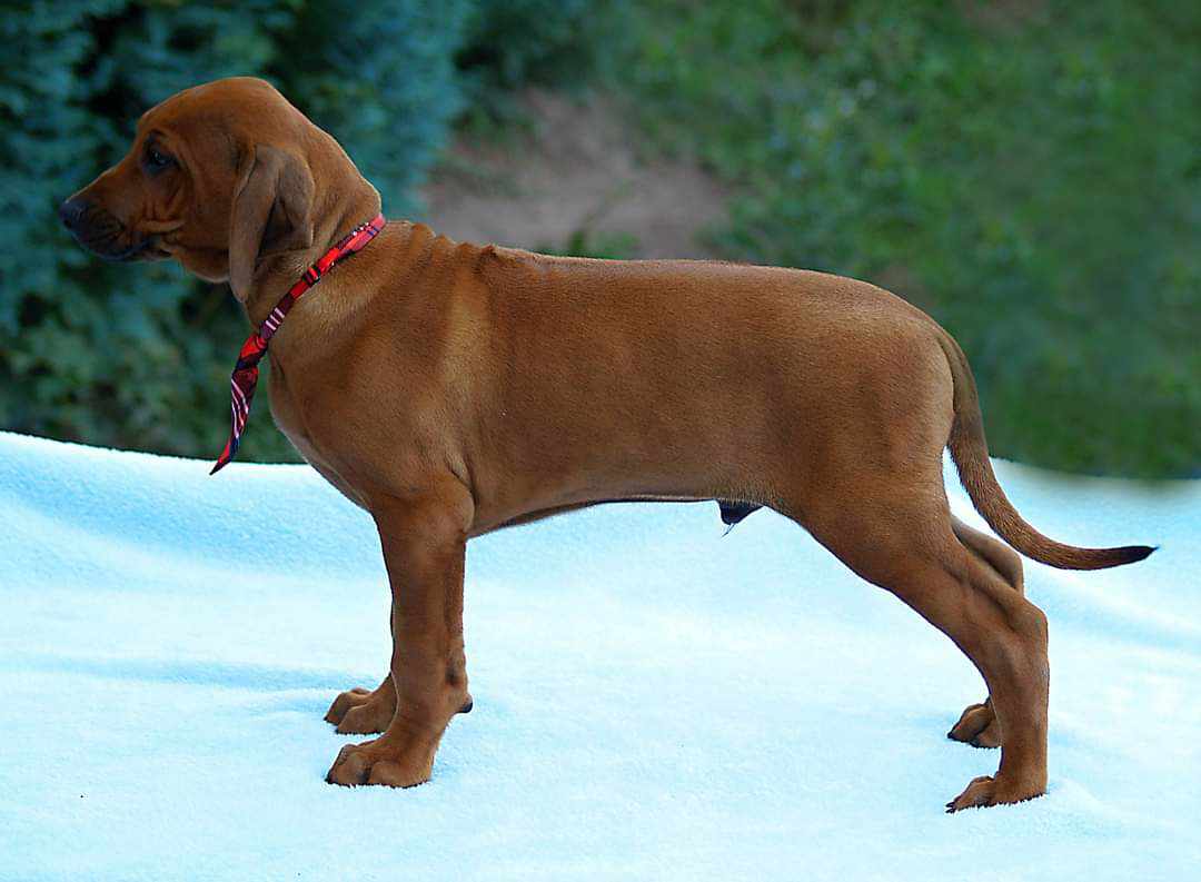 Aktuální vrhy :: Rhodesky ridgeback celá čr