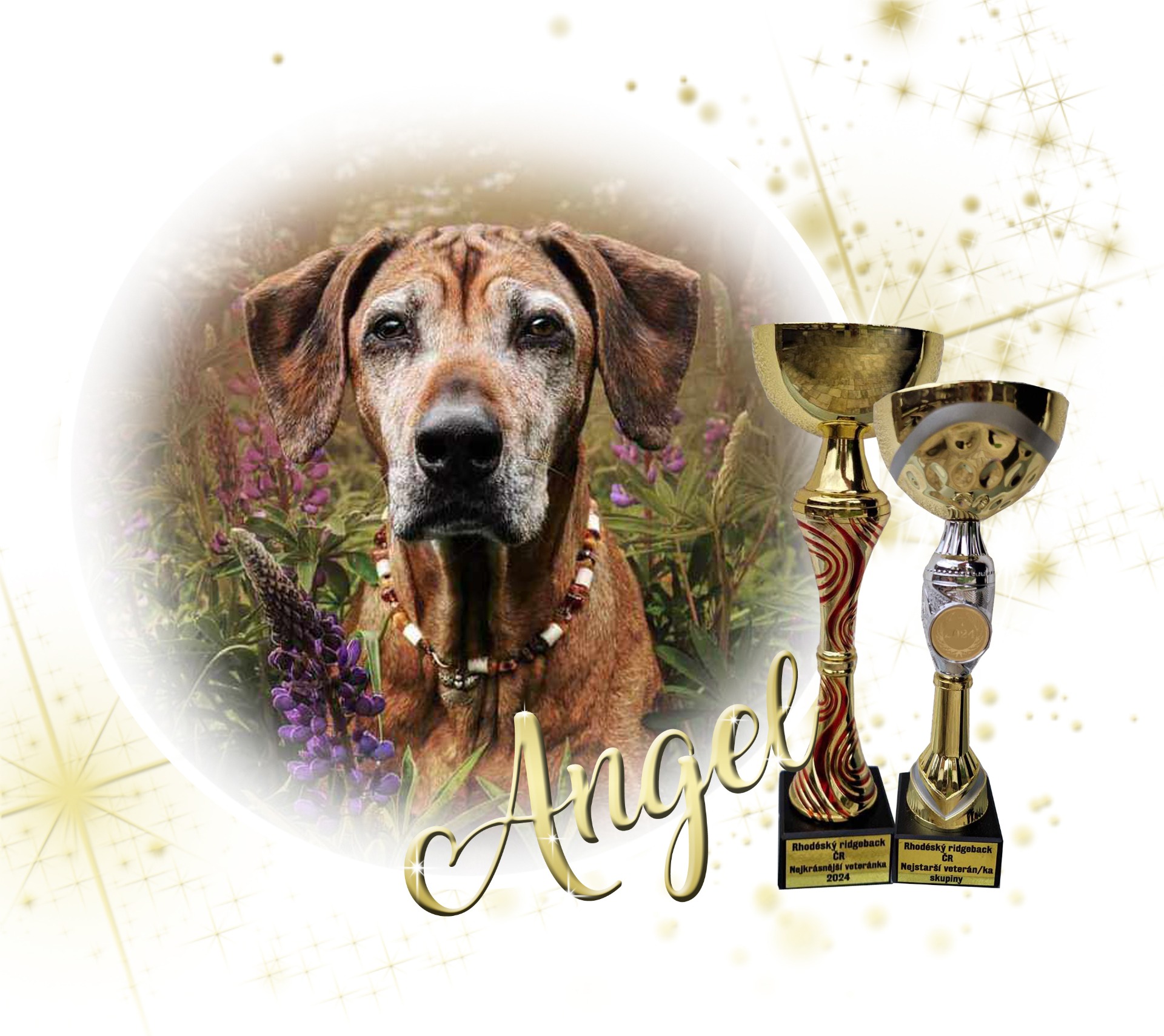 Veteráni roku 2024 :: Rhodesky ridgeback celá čr